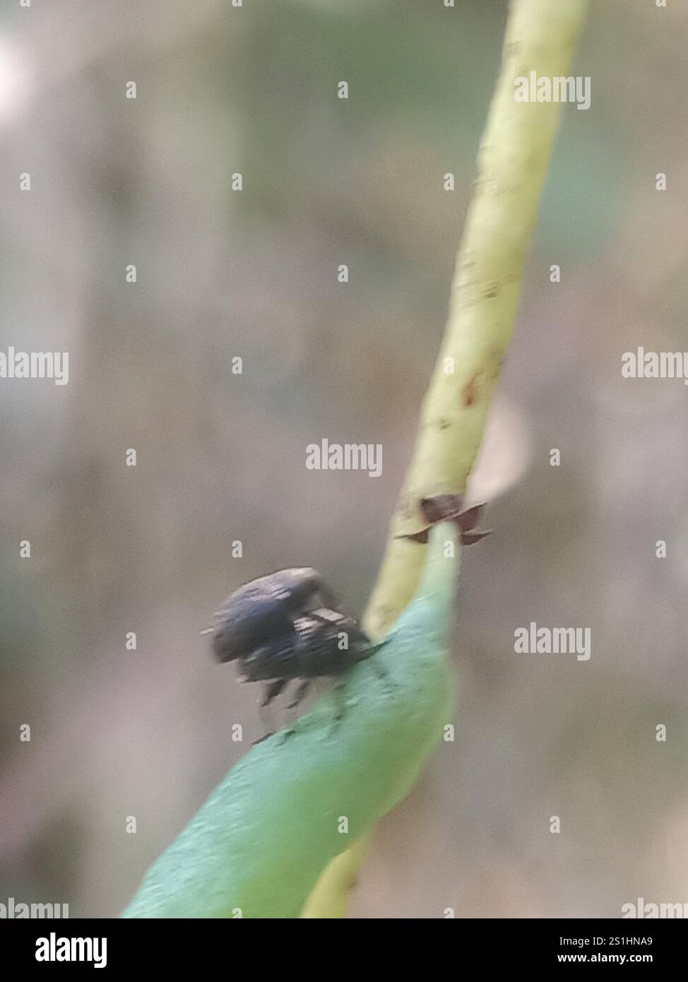 True Weevils (Curculionidae Stock Photo - Alamy