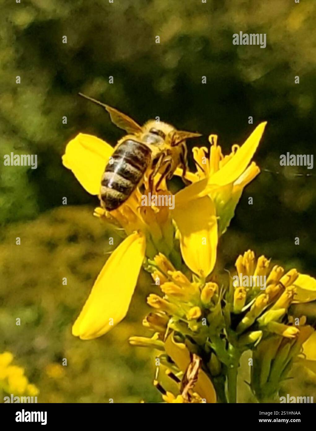 Western Honey Bee (Apis mellifera Stock Photo - Alamy