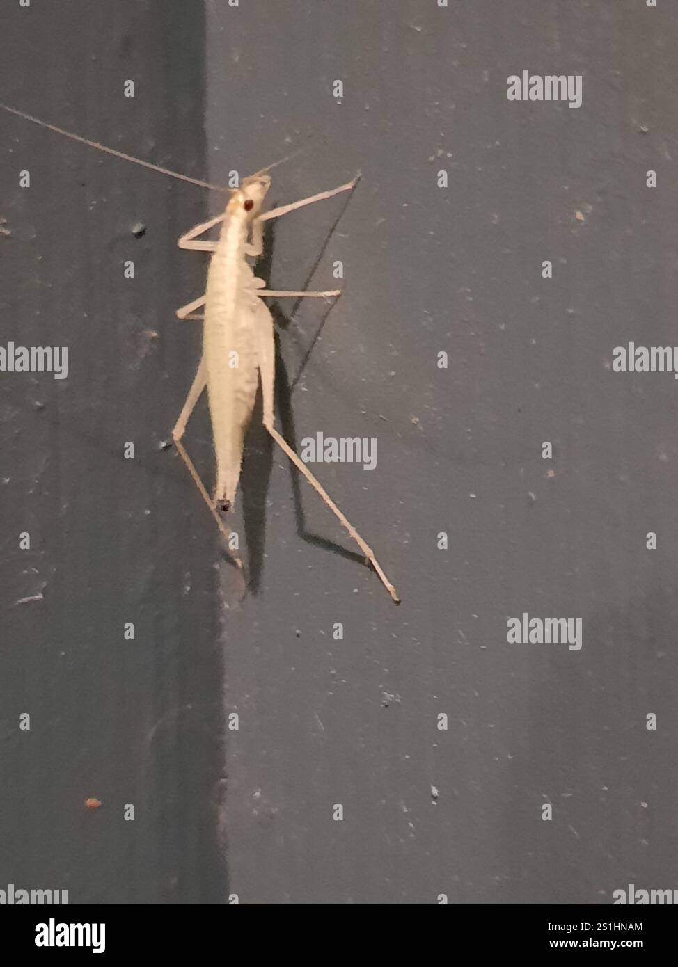 Common Tree Crickets (Oecanthus Stock Photo - Alamy