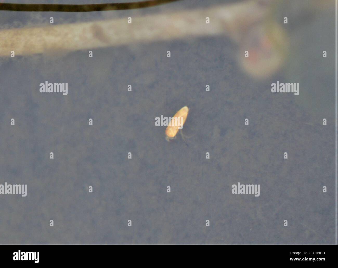 Water Boatmen (Corixidae Stock Photo - Alamy