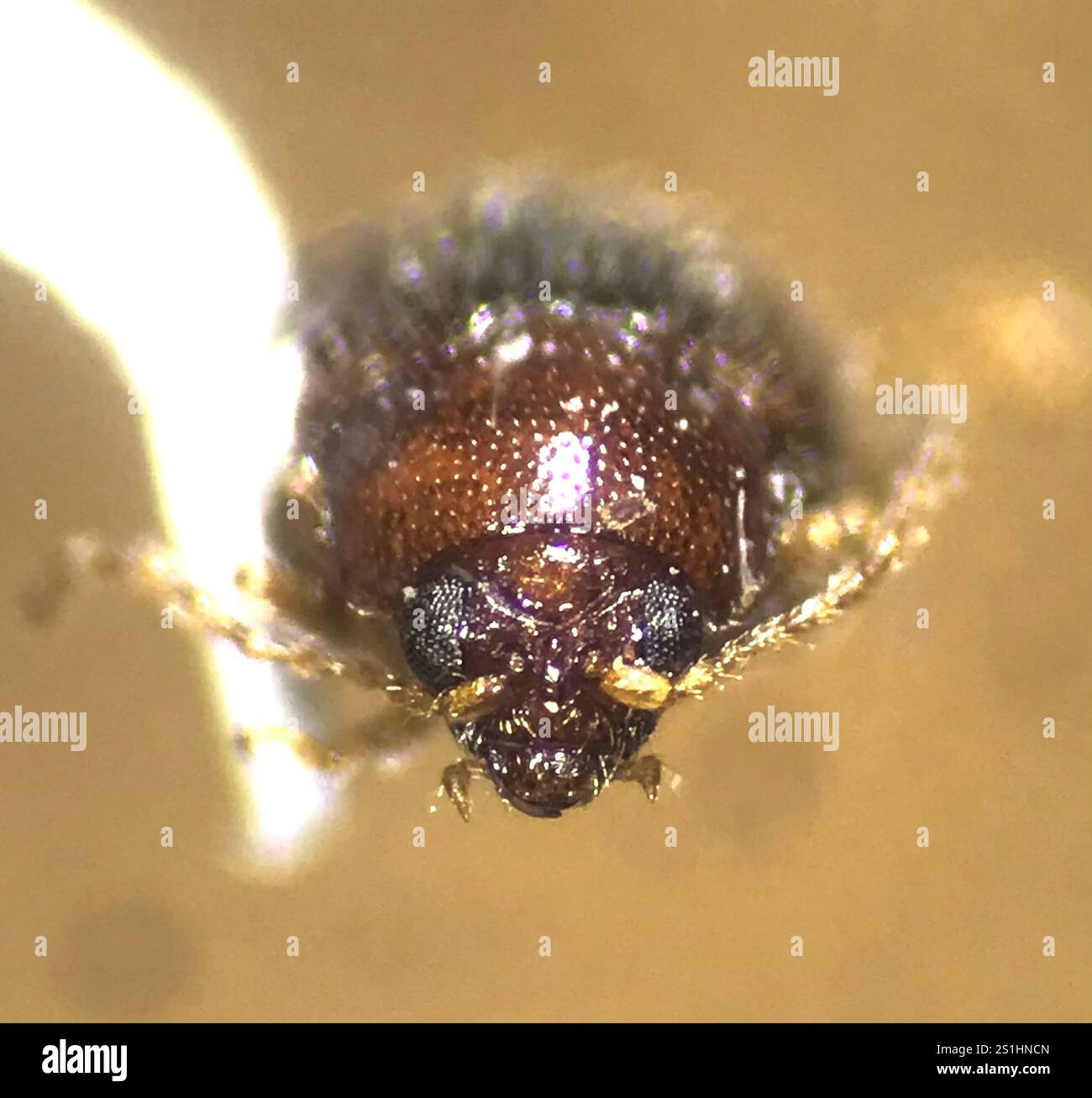 Hairy Flea Beetles (Epitrix Stock Photo - Alamy