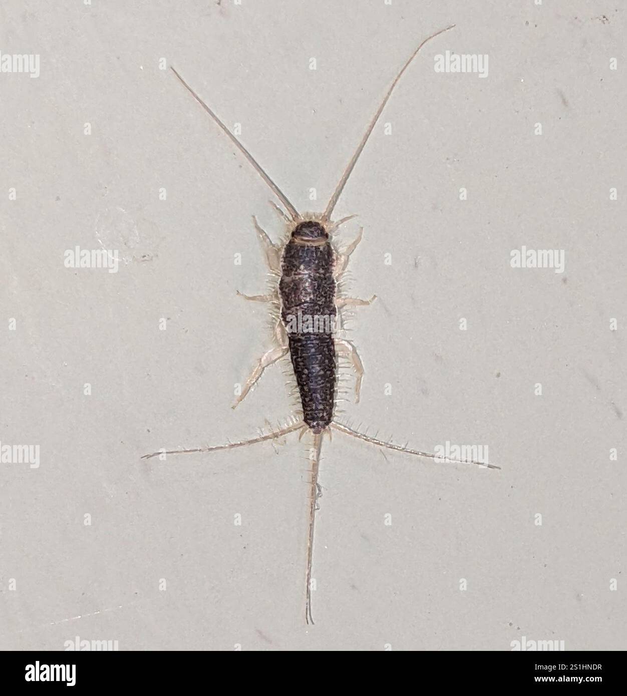 Long-tailed Silverfish (Ctenolepisma longicaudatum Stock Photo - Alamy
