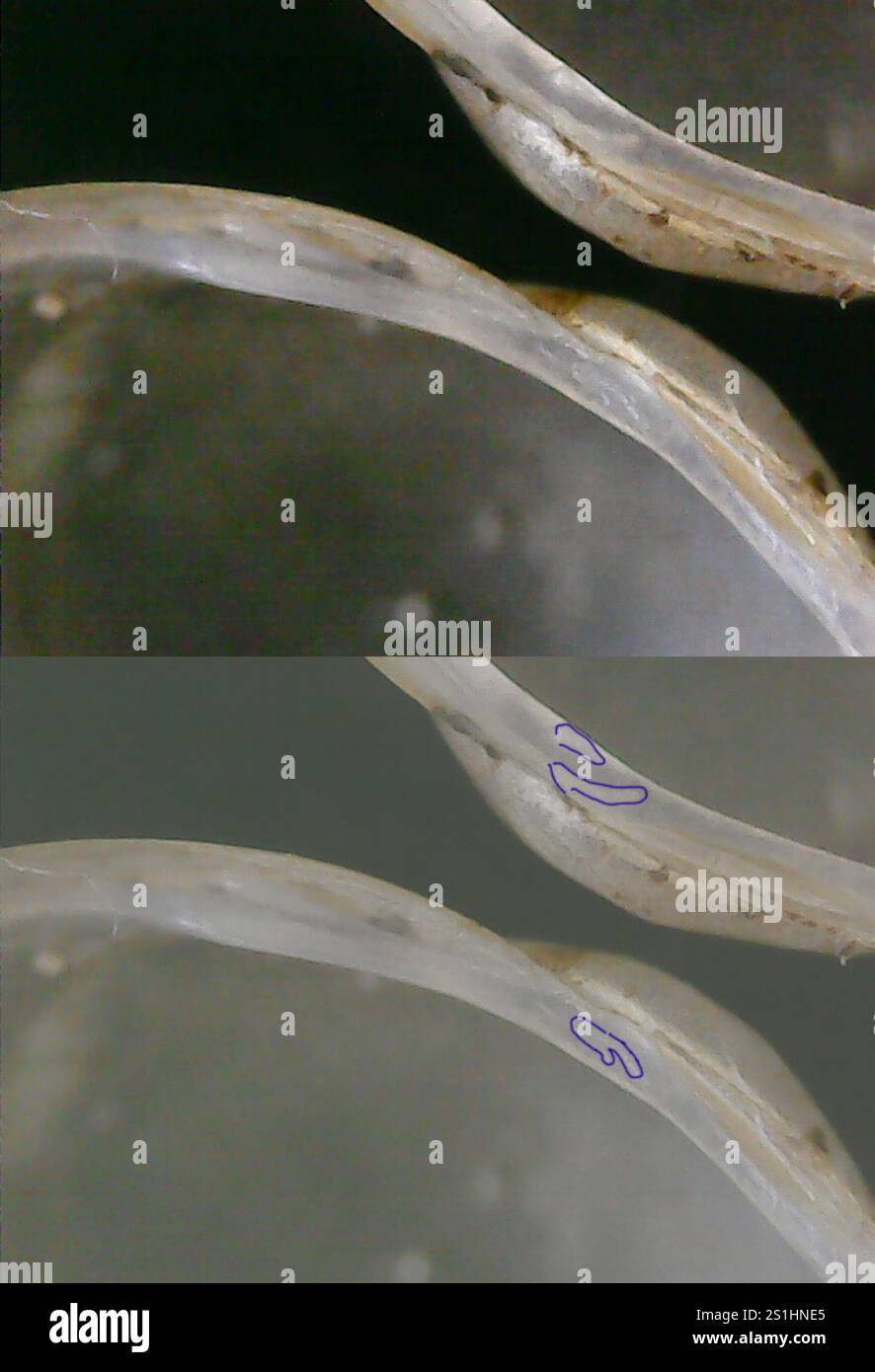 European Fingernail Clam (Sphaerium corneum Stock Photo - Alamy