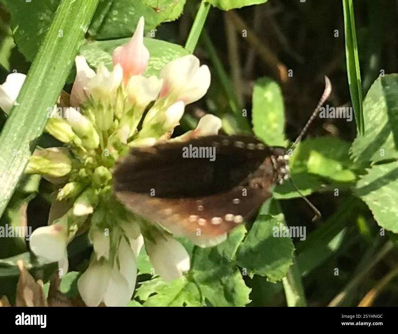 Common Sootywing (Pholisora catullus Stock Photo - Alamy
