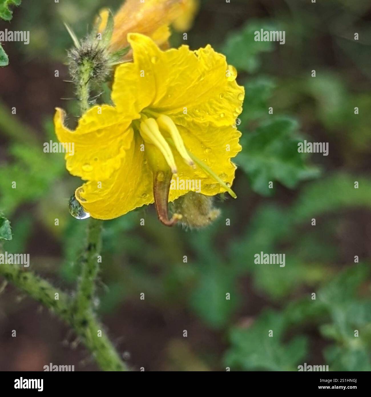 buffalo-bur (Solanum rostratum Stock Photo - Alamy