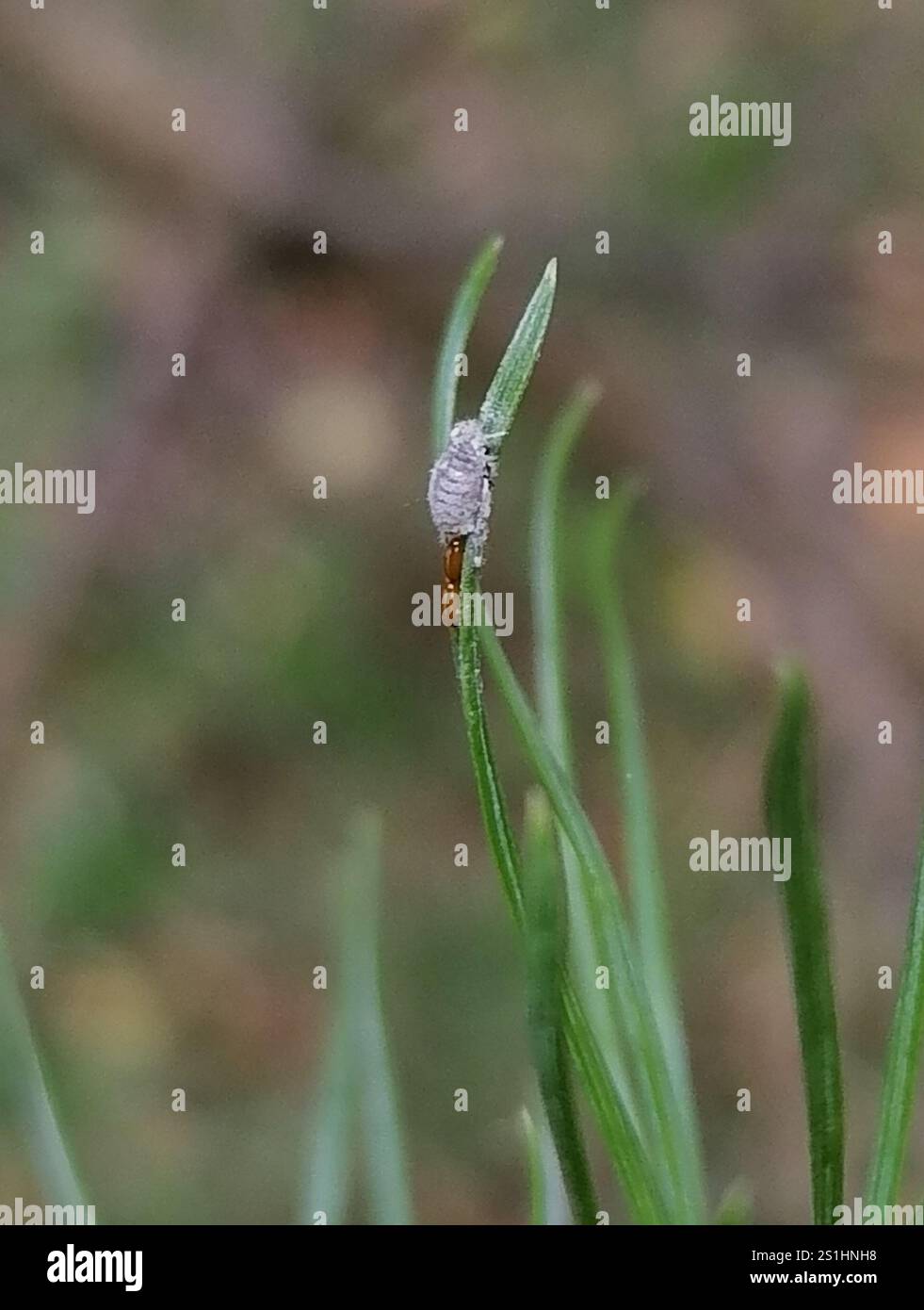 Giant Conifer Aphids (Cinara Stock Photo - Alamy