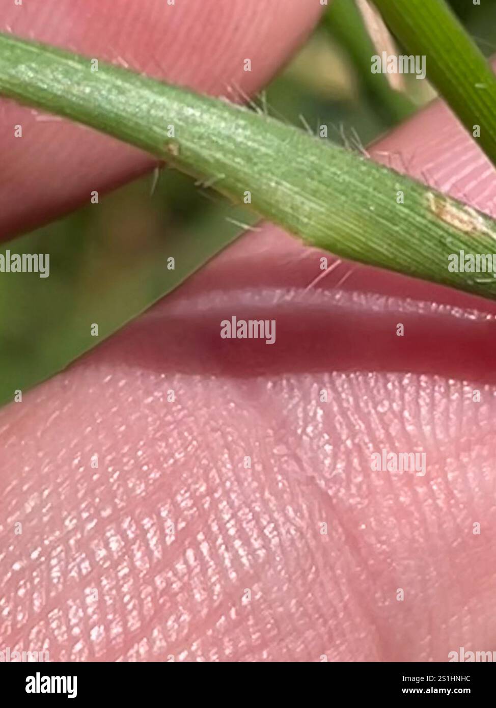 Florida paspalum (Paspalum floridanum Stock Photo - Alamy