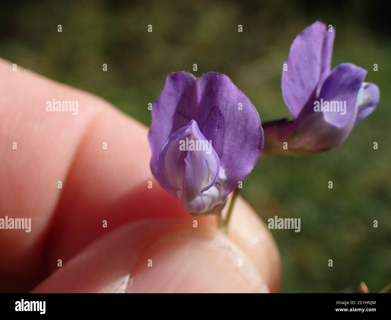 marsh pea (Lathyrus palustris Stock Photo - Alamy