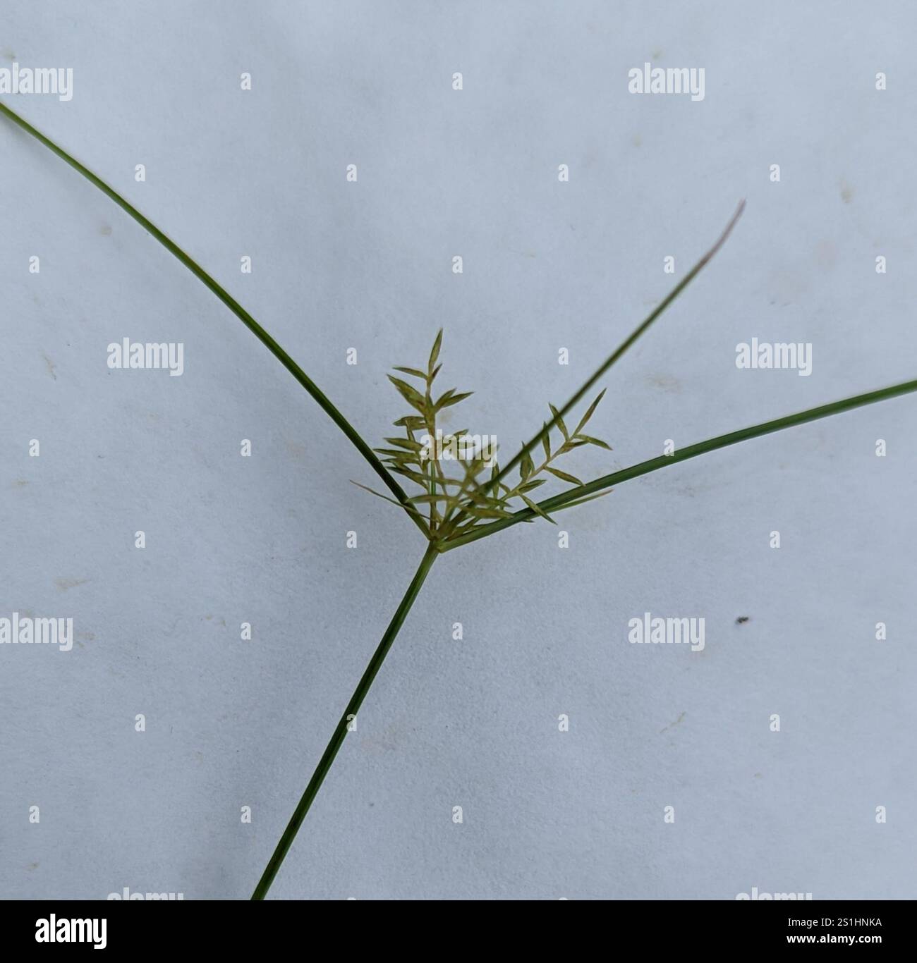 Bunchy flat-sedge (Cyperus polystachyos Stock Photo - Alamy