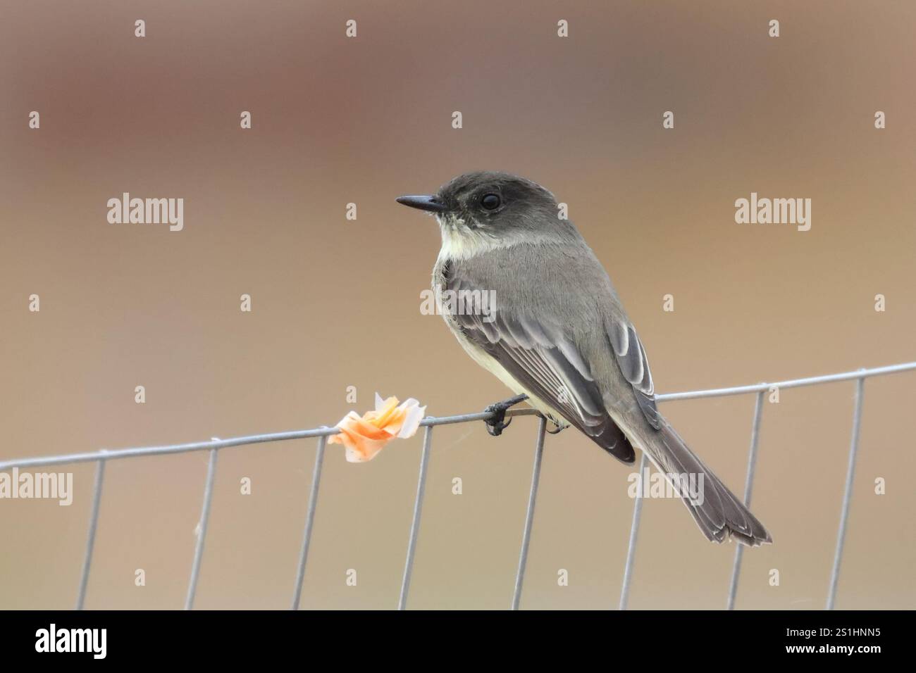 Eastern Phoebe (Sayornis phoebe Stock Photo - Alamy