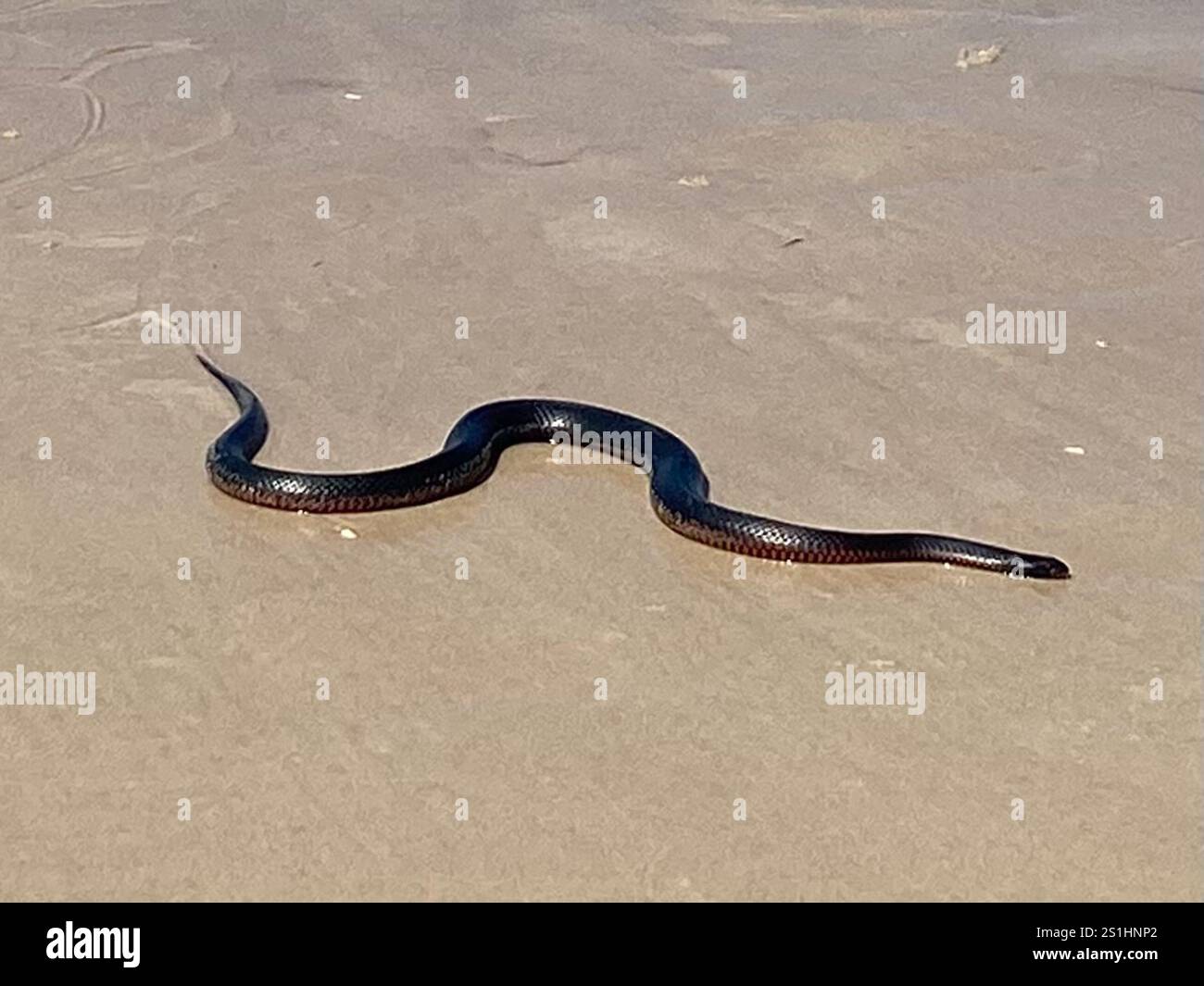 Red-bellied Black Snake (Pseudechis porphyriacus Stock Photo - Alamy