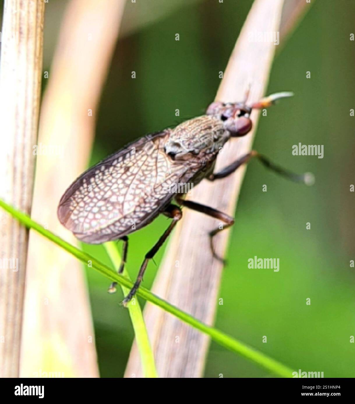 Sieve-winged Snailkiller (Coremacera marginata Stock Photo - Alamy