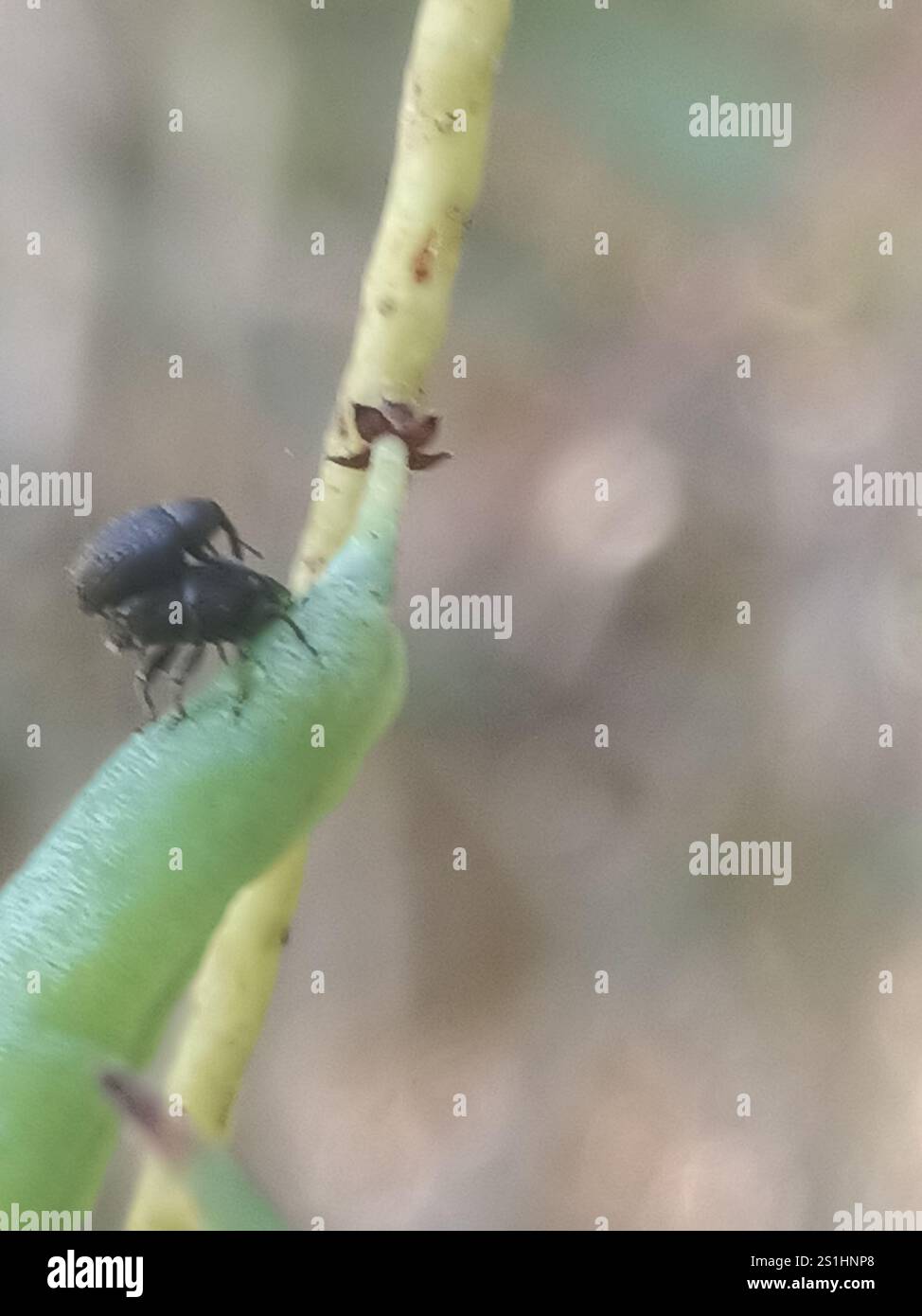 True Weevils (Curculionidae Stock Photo - Alamy