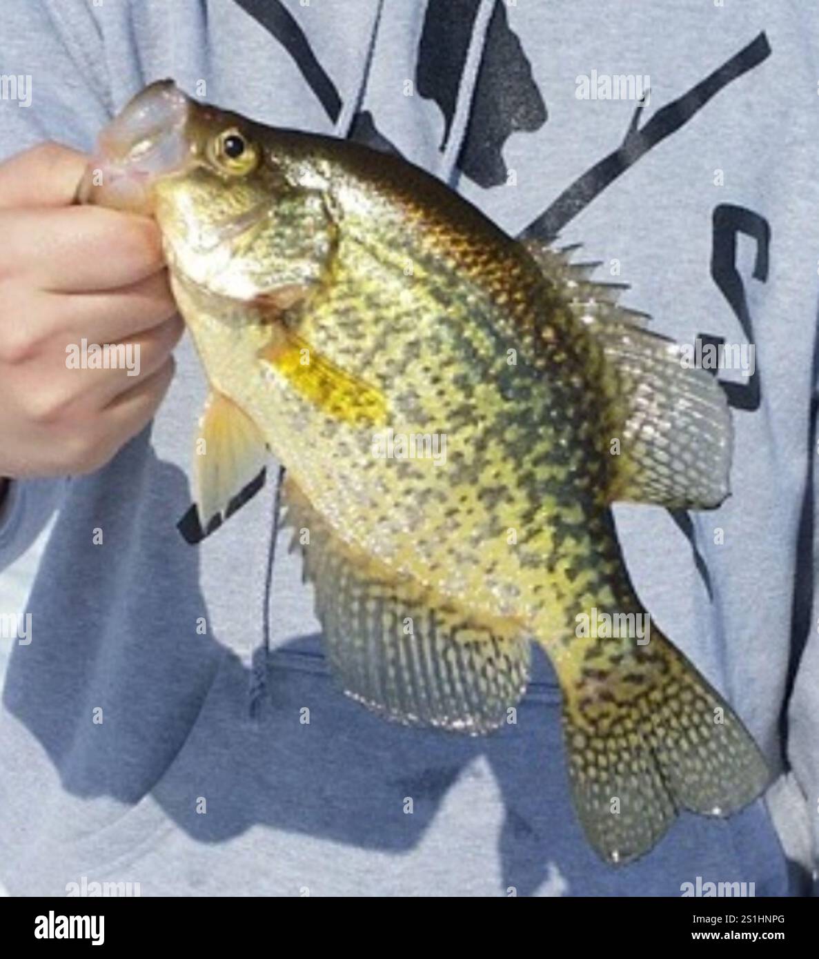 Black Crappie (Pomoxis nigromaculatus Stock Photo - Alamy