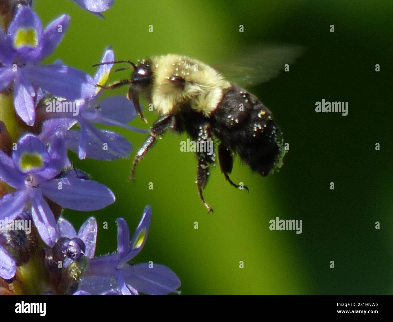 Common Eastern Bumble Bee (Bombus impatiens Stock Photo - Alamy