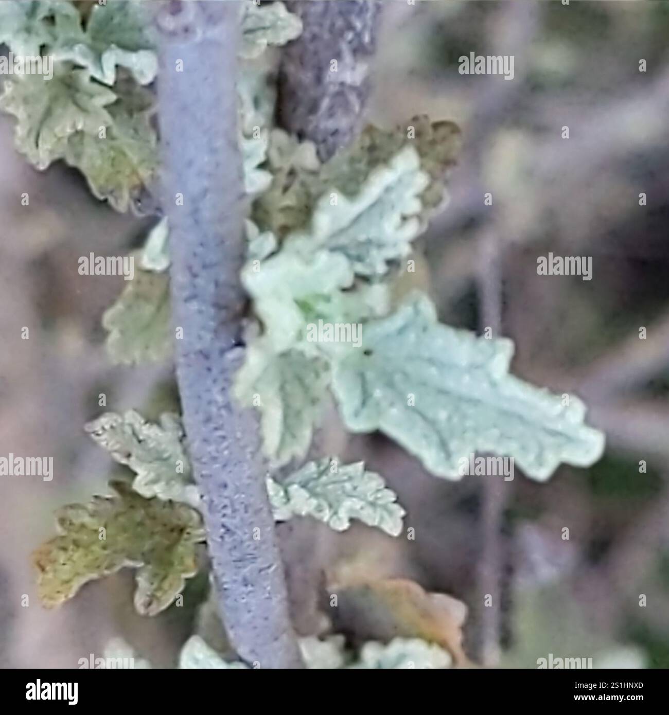 southern coastal bushmallow (Malacothamnus fasciculatus Stock Photo - Alamy