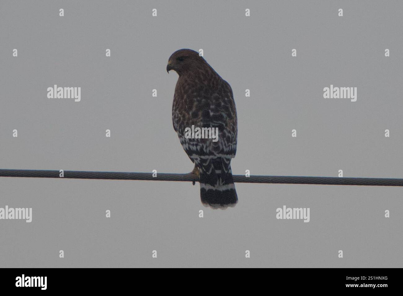 California Red-shouldered Hawk (Buteo lineatus elegans Stock Photo - Alamy