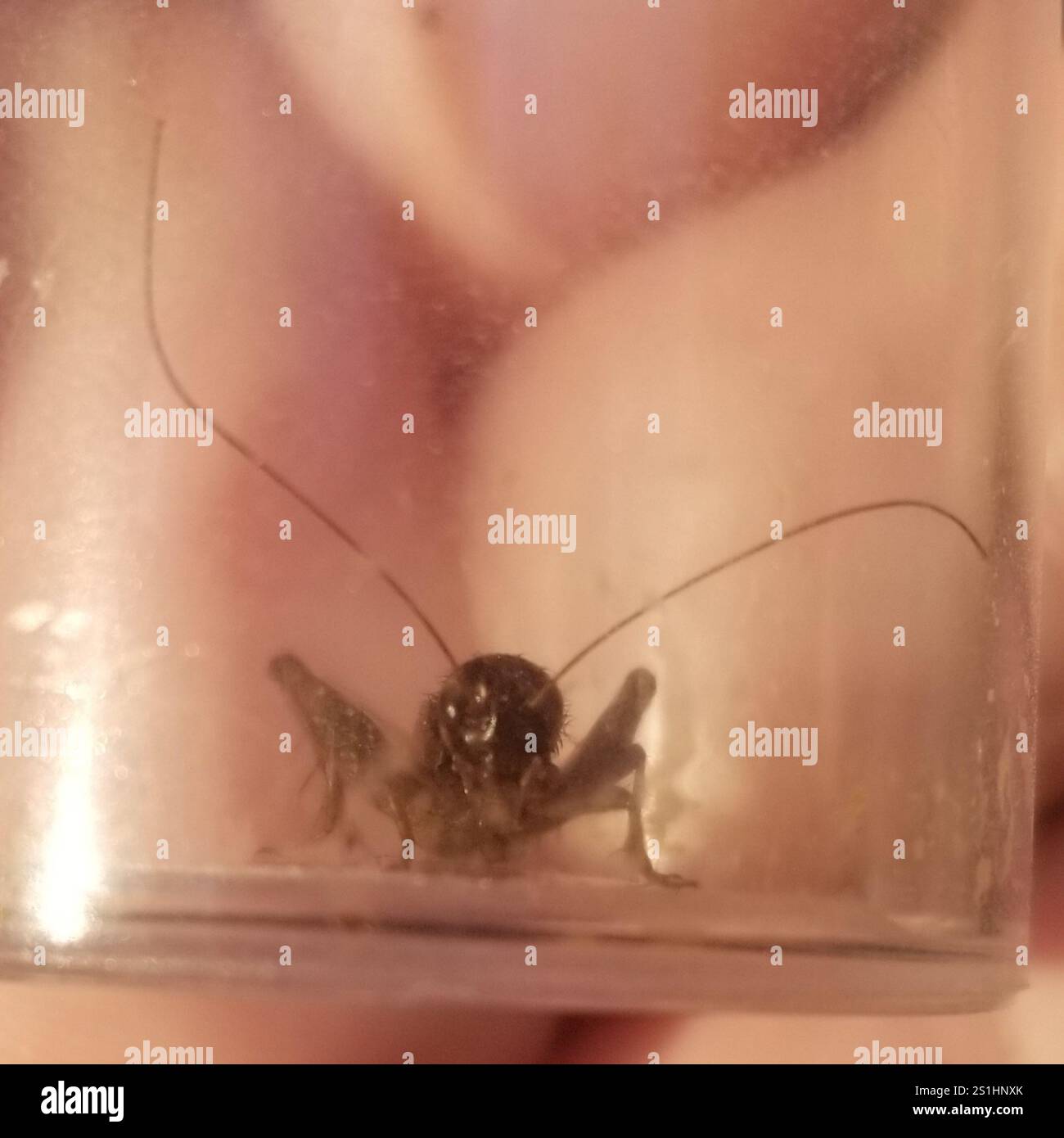 Striped Ground Cricket (Allonemobius fasciatus Stock Photo - Alamy