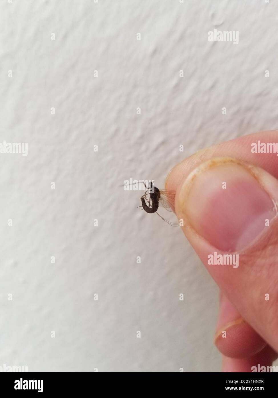 Small Mayflies (Baetidae Stock Photo - Alamy