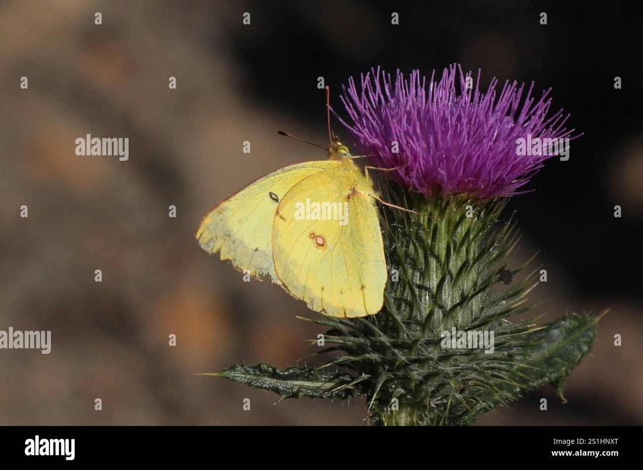 Orange Sulphur (Colias eurytheme Stock Photo - Alamy