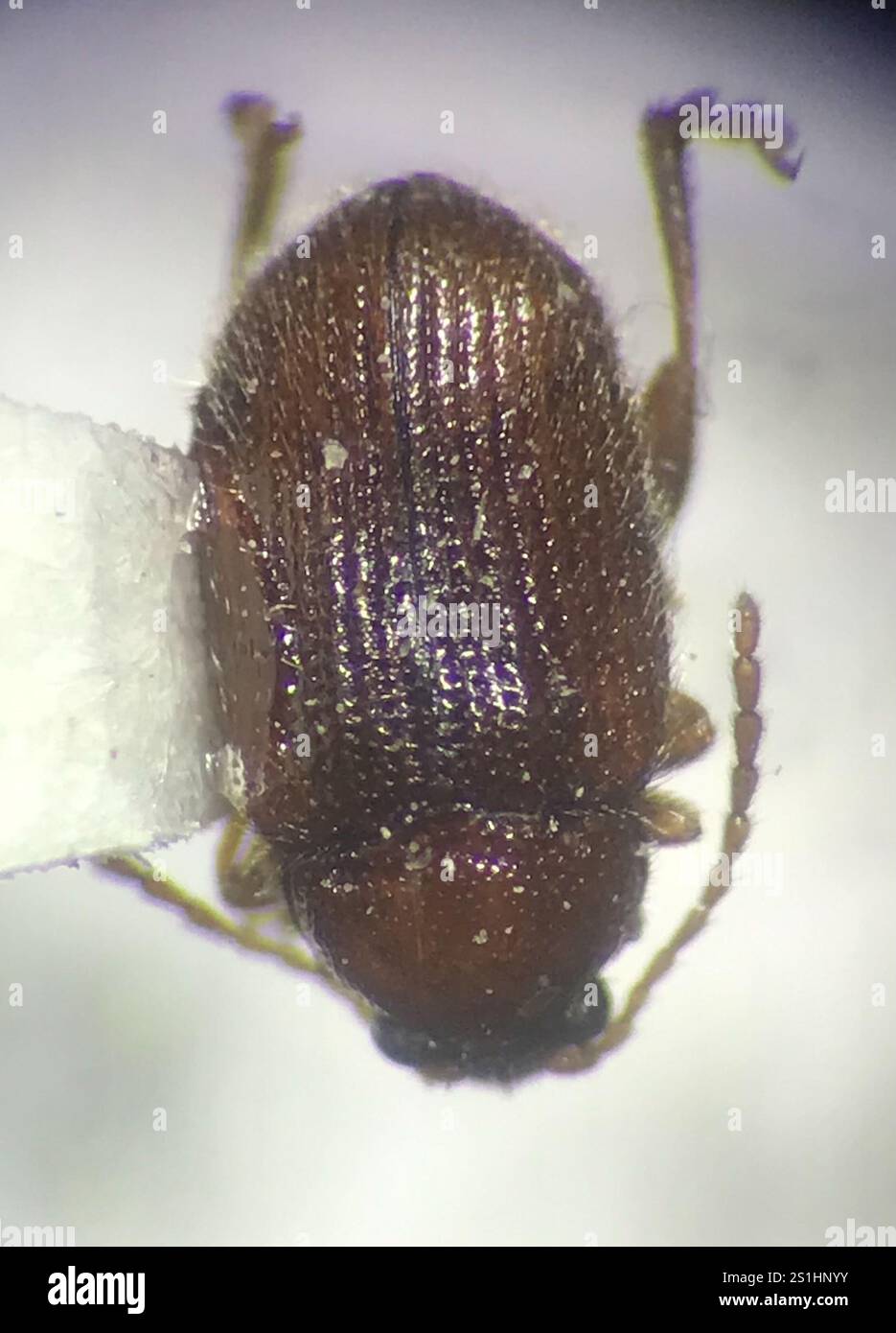 Hairy Flea Beetles (Epitrix Stock Photo - Alamy