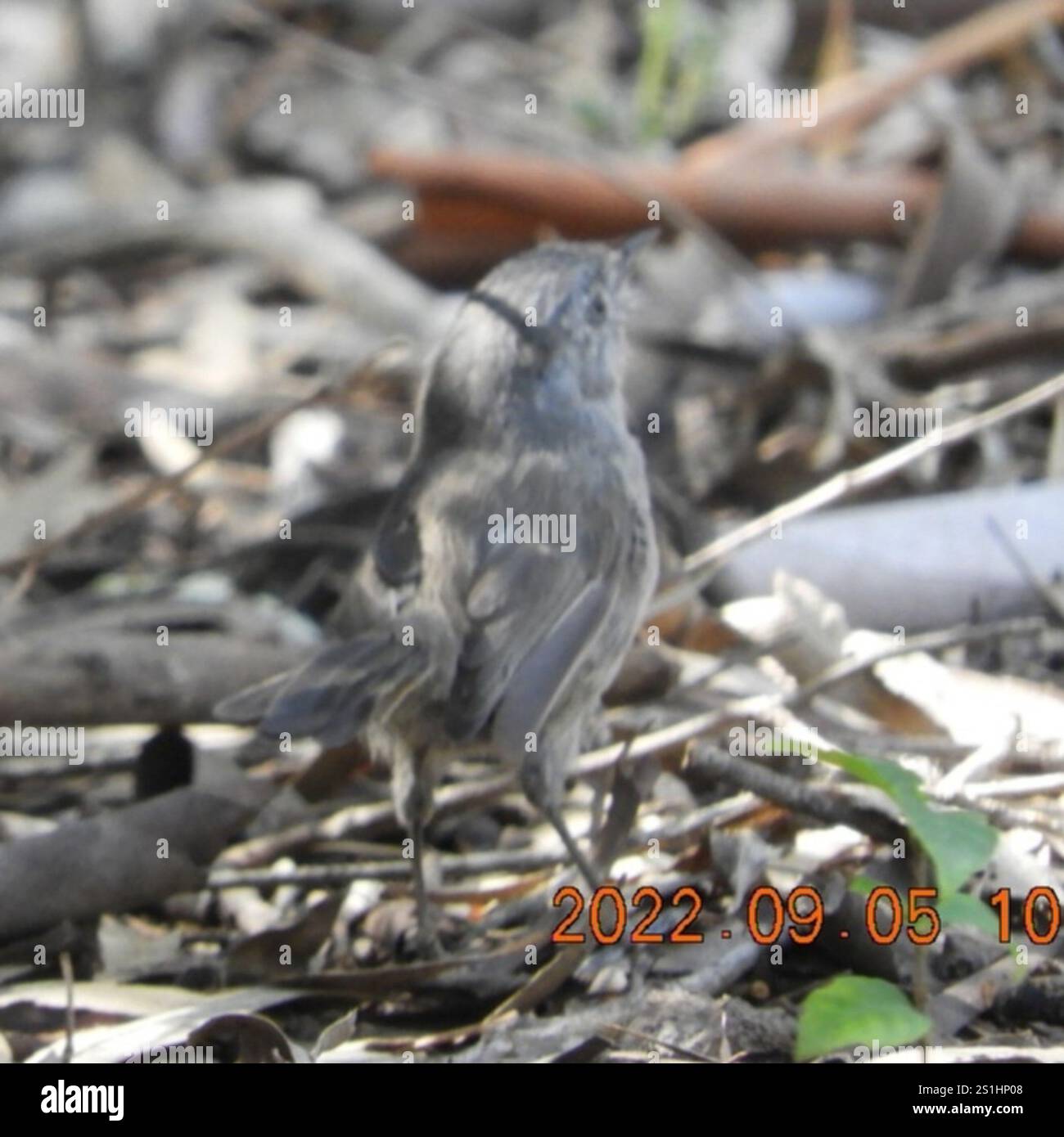 Wrentit (Chamaea fasciata Stock Photo - Alamy