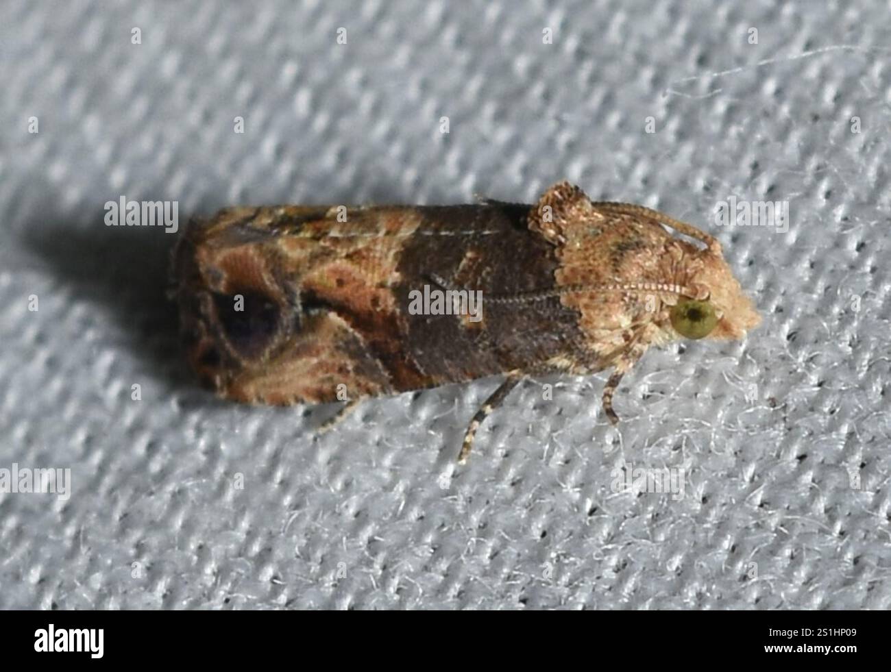 Grape Berry Moth (Paralobesia viteana Stock Photo - Alamy
