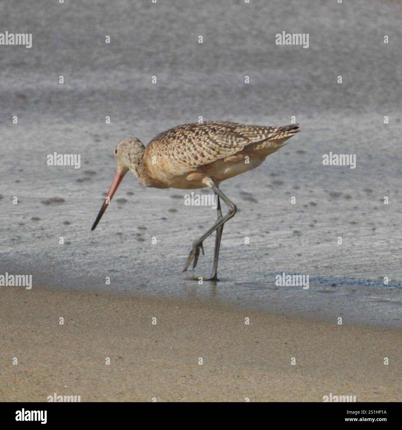 Marbled Godwit (Limosa fedoa Stock Photo - Alamy