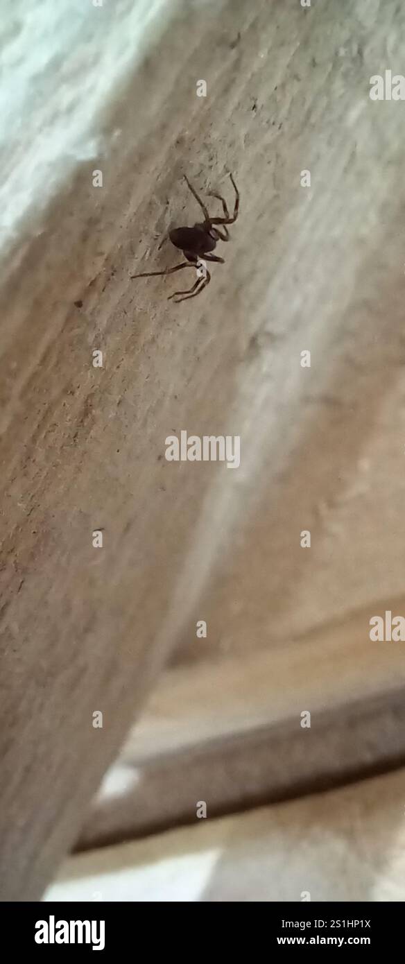 Hombergi harpactea hi-res stock photography and images - Alamy