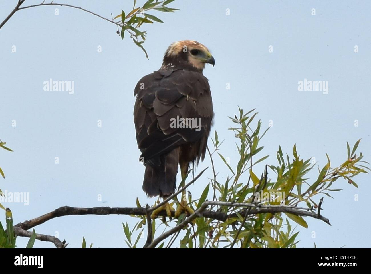 Eastern Marsh Harrier (Circus spilonotus Stock Photo - Alamy
