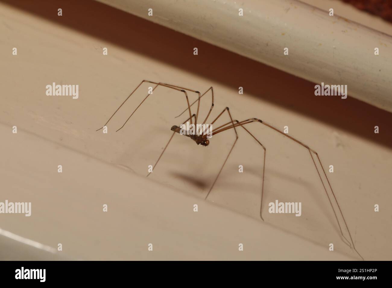 Long-bodied Cellar Spider (Pholcus phalangioides Stock Photo - Alamy