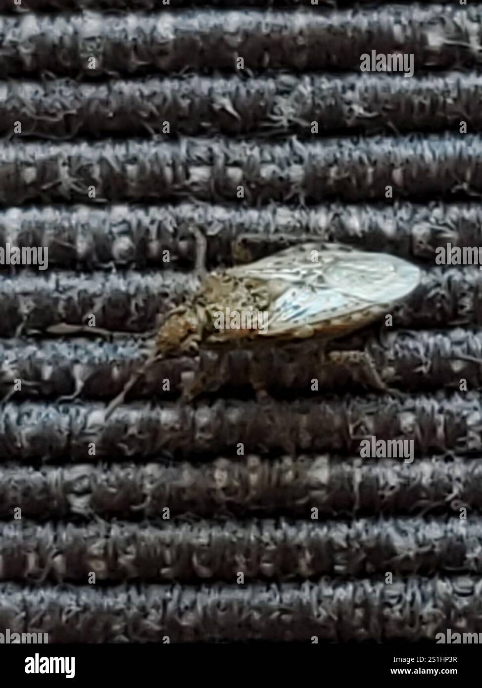 True Bugs (Heteroptera Stock Photo - Alamy