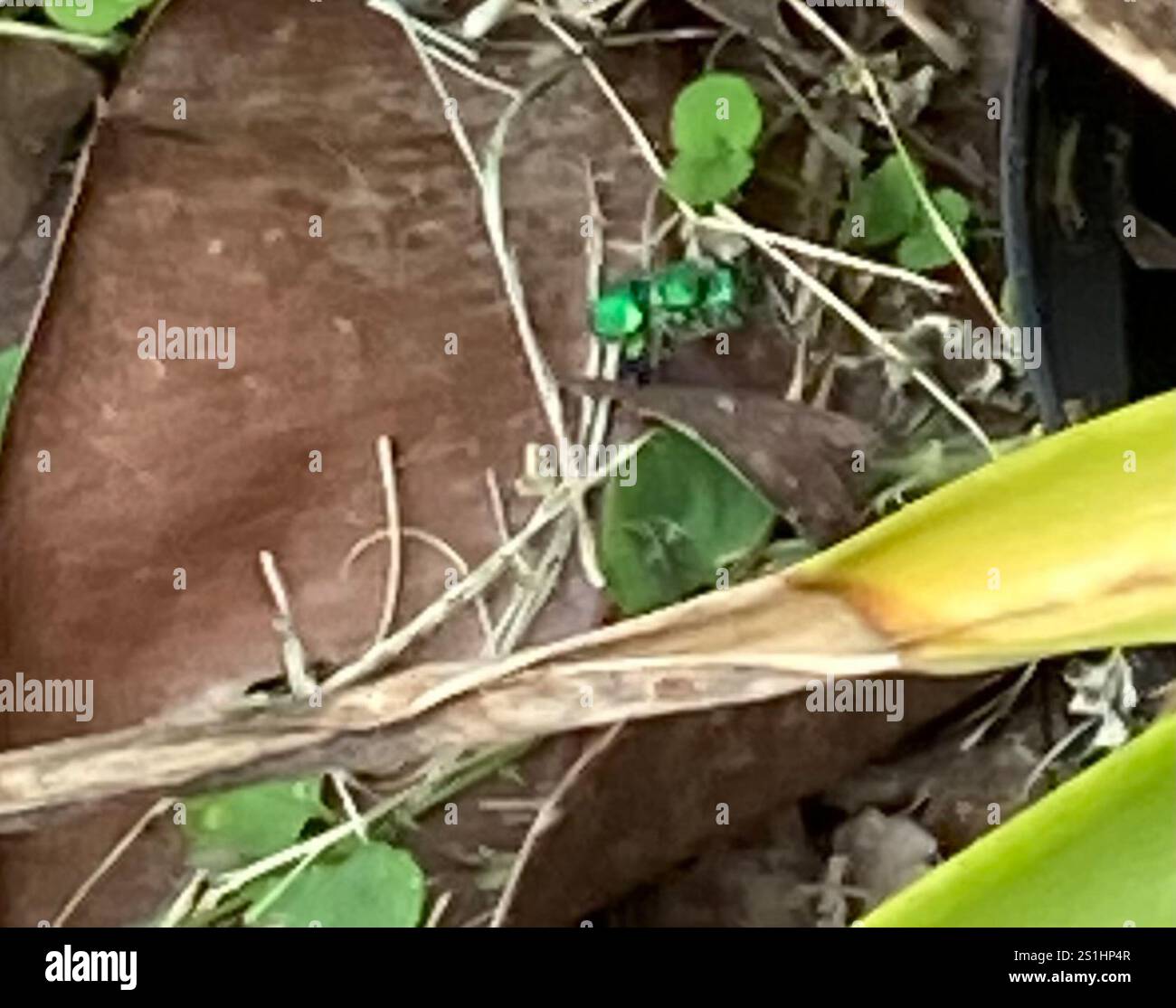 Dilemma Orchid Bee (Euglossa dilemma Stock Photo - Alamy