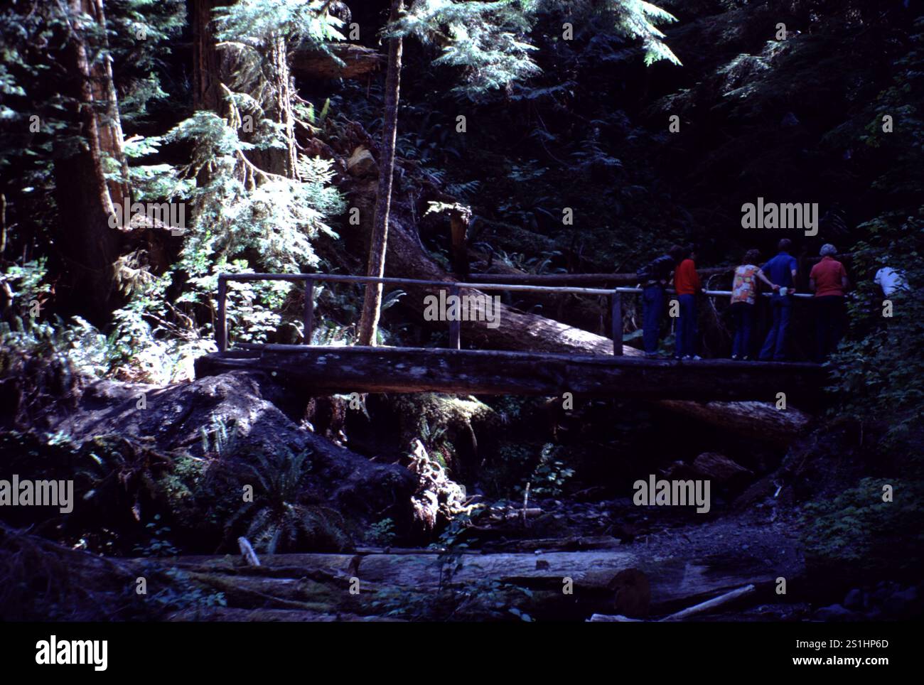 Olympic National Park, WA. U.S.A. Hoh Rain Forest. 1980. Almost 130 ...
