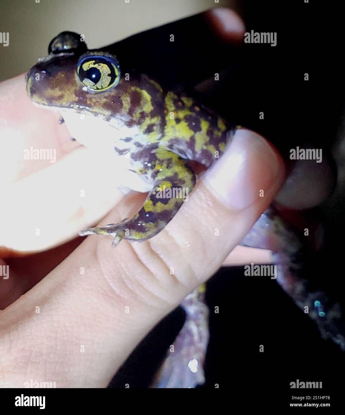 Eastern Spadefoot (Scaphiopus holbrookii Stock Photo - Alamy