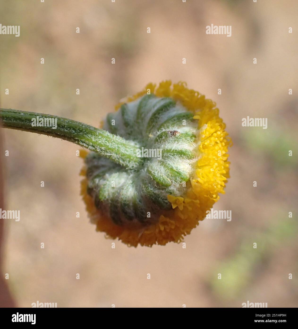 Grand Stinkweed (Oncosiphon grandiflorus Stock Photo - Alamy