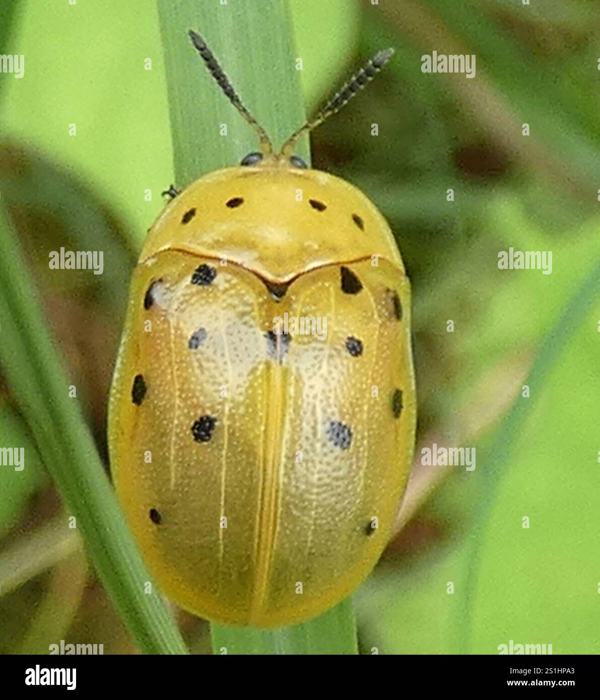 Argus Tortoise Beetle (Chelymorpha cassidea Stock Photo - Alamy