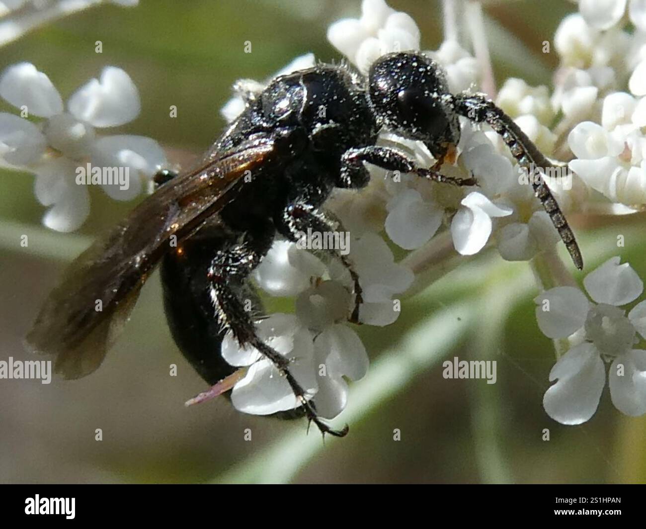 Tiphiid Flower Wasps (Tiphiidae Stock Photo - Alamy