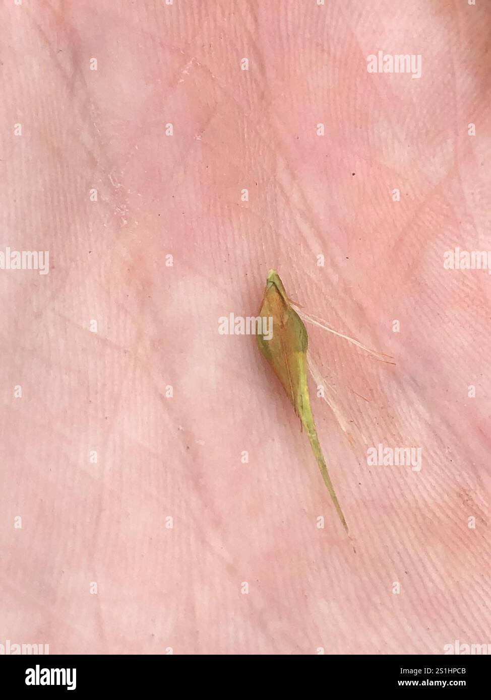 narrowfruit horned beaksedge (Rhynchospora inundata Stock Photo - Alamy