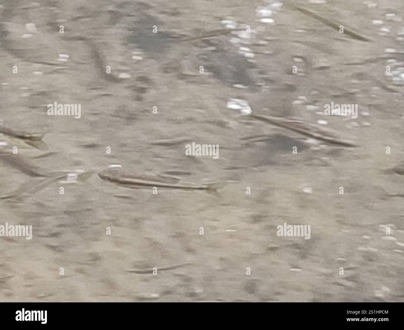 Taiwan Horse Mouth (Candidia barbata Stock Photo - Alamy