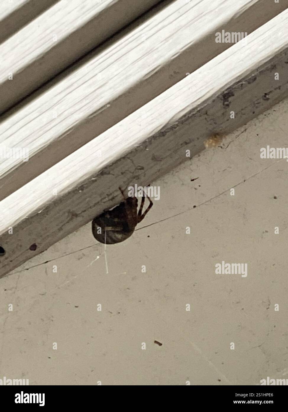 Triangulate Combfoot (Steatoda triangulosa Stock Photo - Alamy