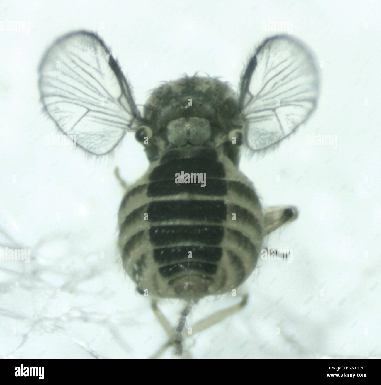 Biting Midges (Ceratopogonidae Stock Photo - Alamy