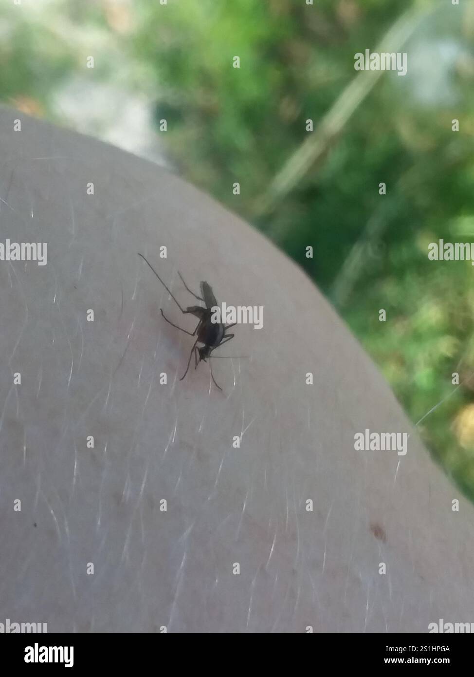 Ochlerotatus hi-res stock photography and images - Alamy