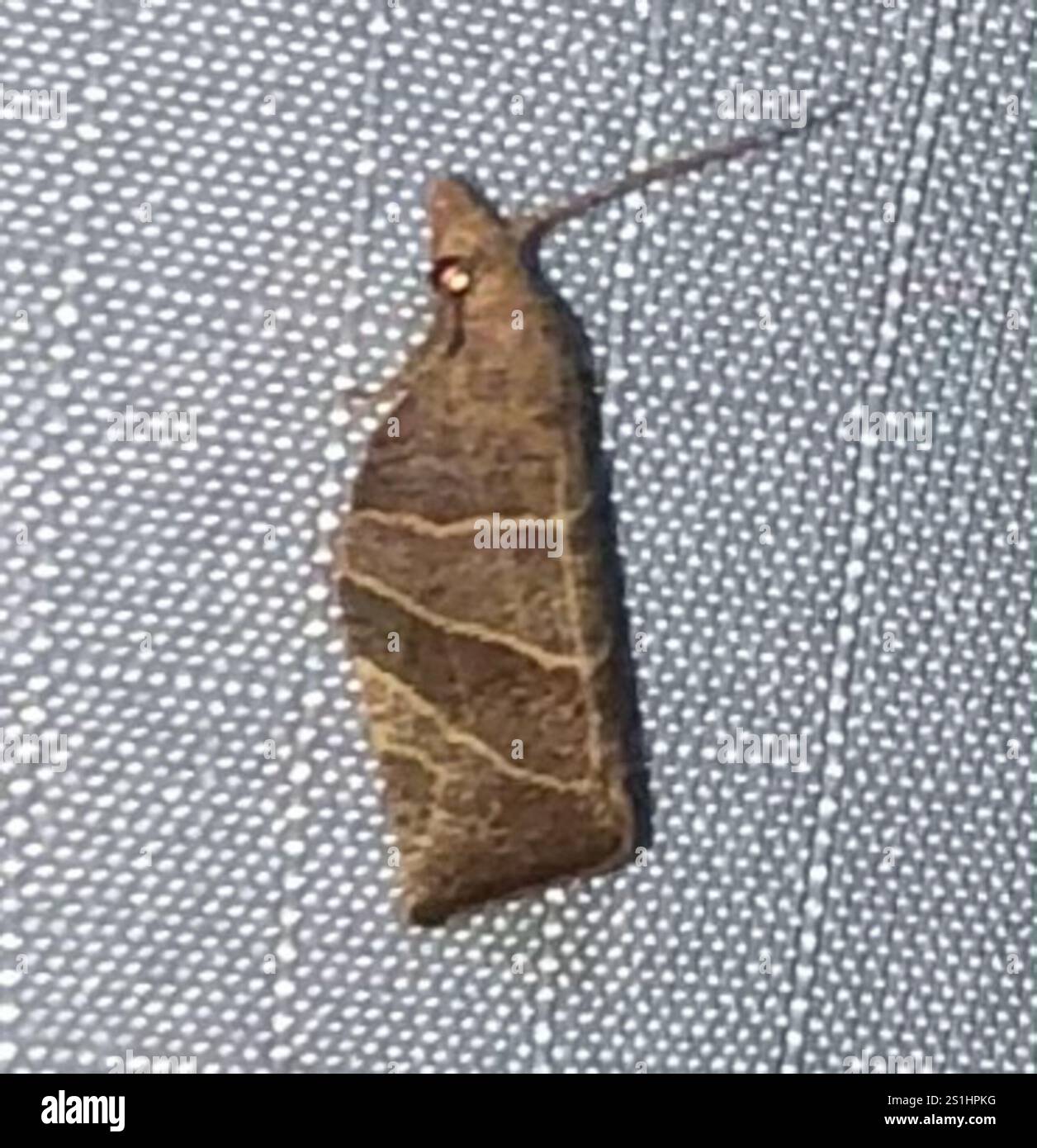 Three-lined Leafroller Moth (Pandemis limitata Stock Photo - Alamy