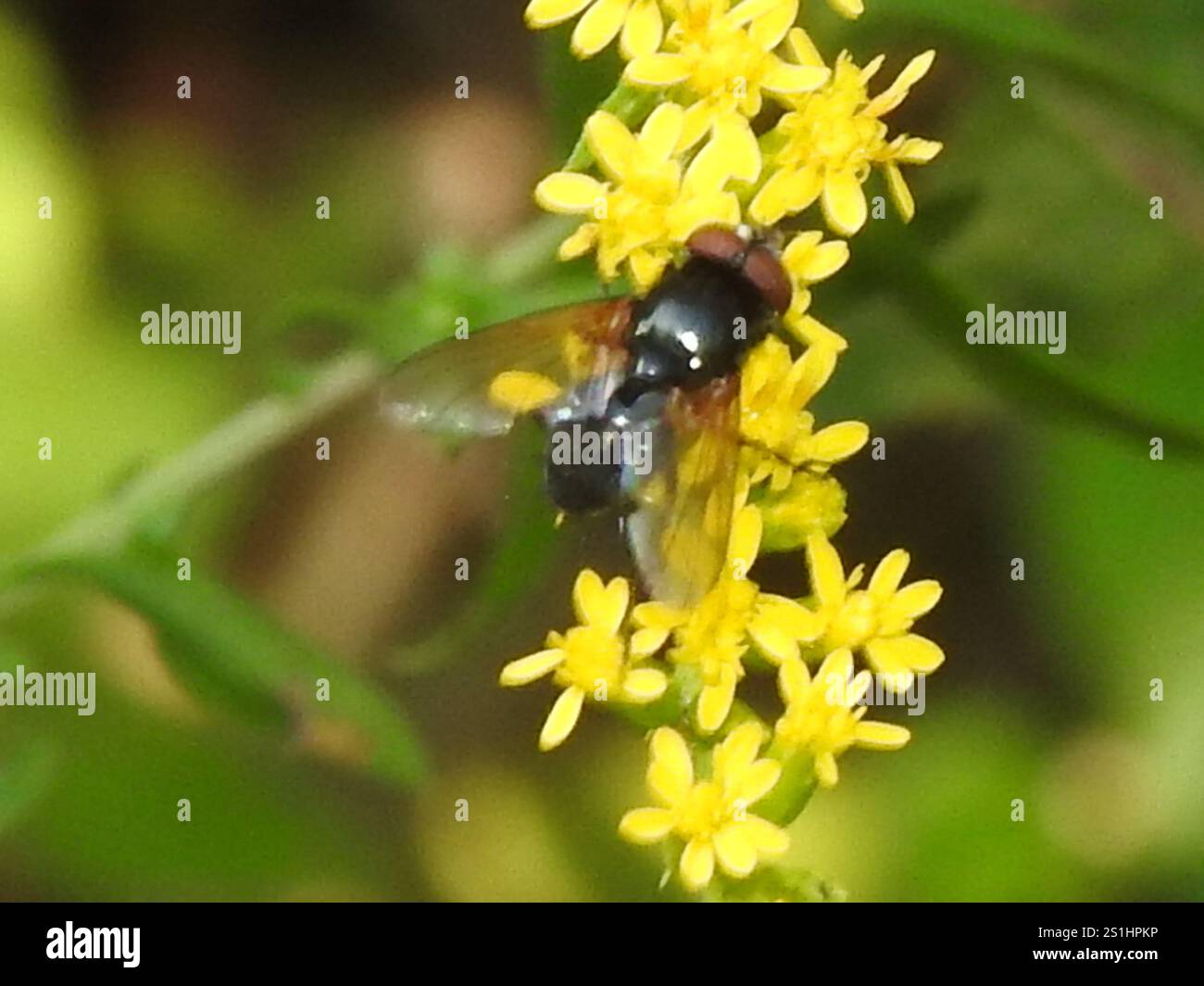 Black Blow Fly (Phormia regina Stock Photo - Alamy