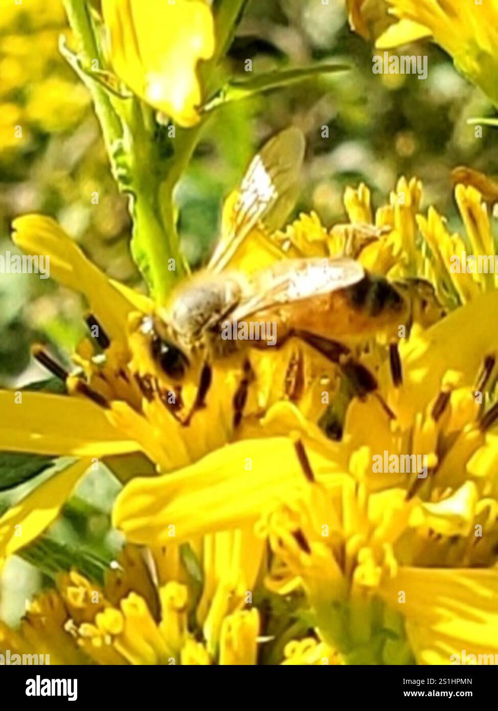 Western Honey Bee (Apis mellifera Stock Photo - Alamy