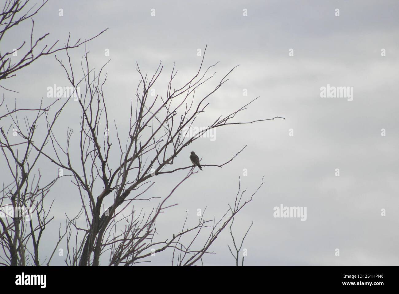 Prairie Merlin (Falco columbarius richardsonii Stock Photo - Alamy