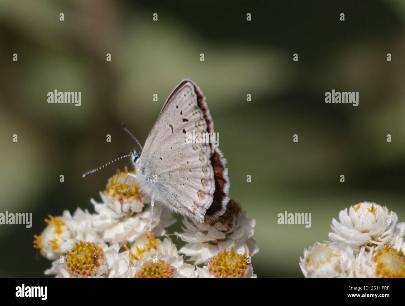 Anna's Blue (Plebejus anna Stock Photo - Alamy