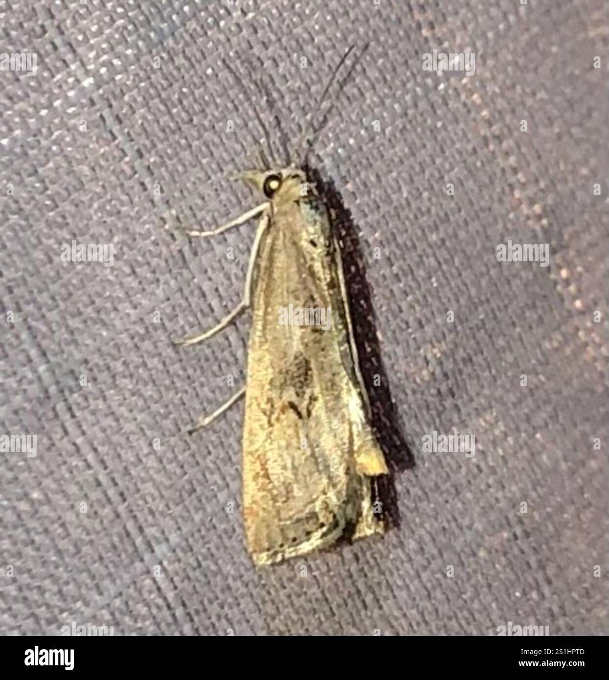 Bluegrass Webworm Moth (Parapediasia teterrellus Stock Photo - Alamy