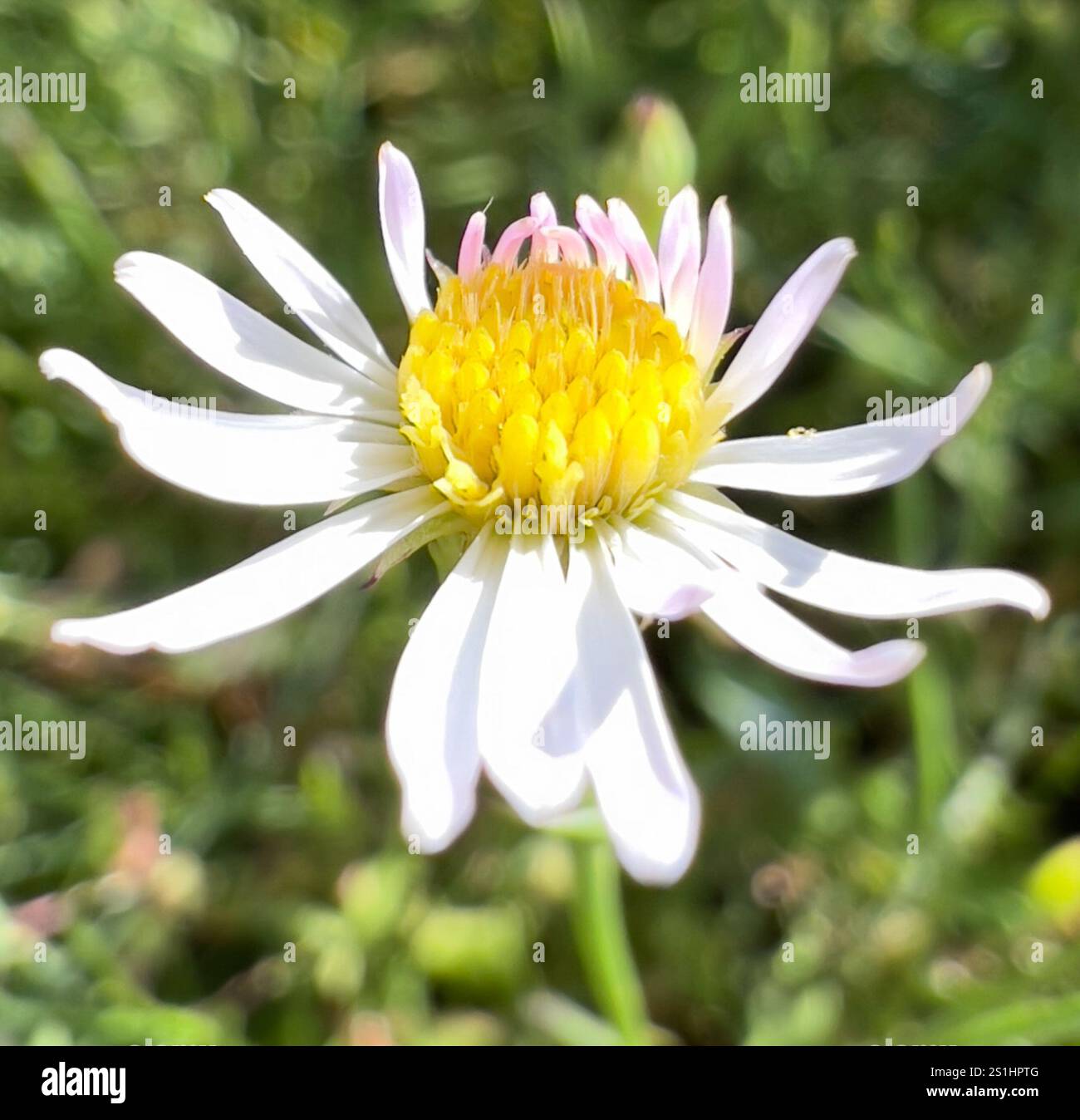 Perennial Saltmarsh Aster (Symphyotrichum tenuifolium Stock Photo - Alamy